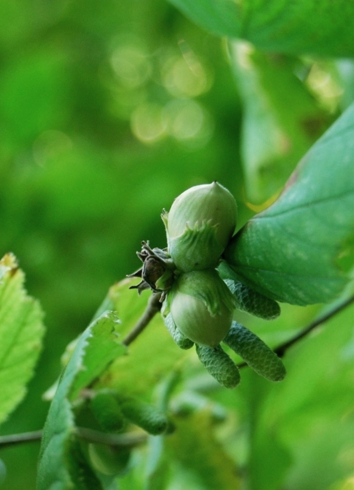 Top 5 | Fruitful foraging | Top 5 Things To Do | Norfolk Passport