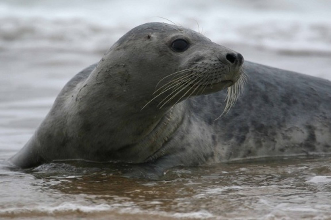 Top 5 | Norfolk's wildlife | Top 5 Things To Do | Norfolk Passport