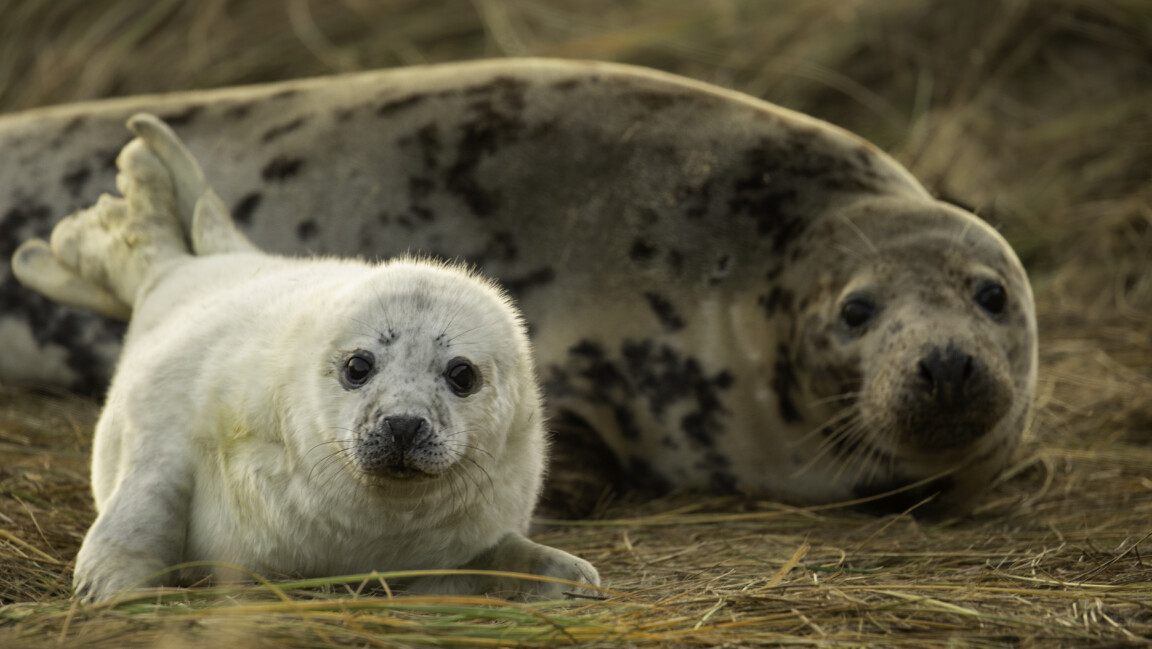 Top 5 | Norfolk seal spots | Top 5 Things To Do | Norfolk Passport