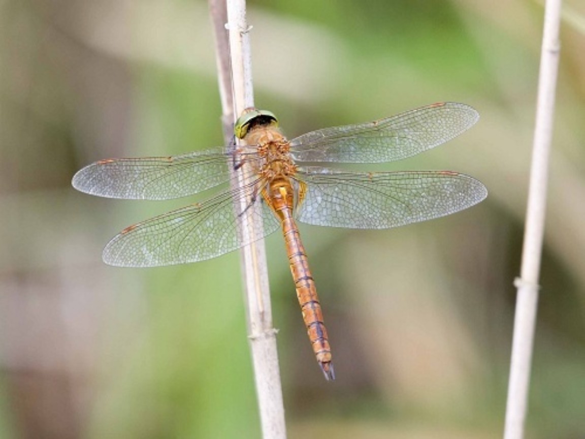 Top 5 | Norfolk's wildlife | Top 5 Things To Do | Norfolk Passport